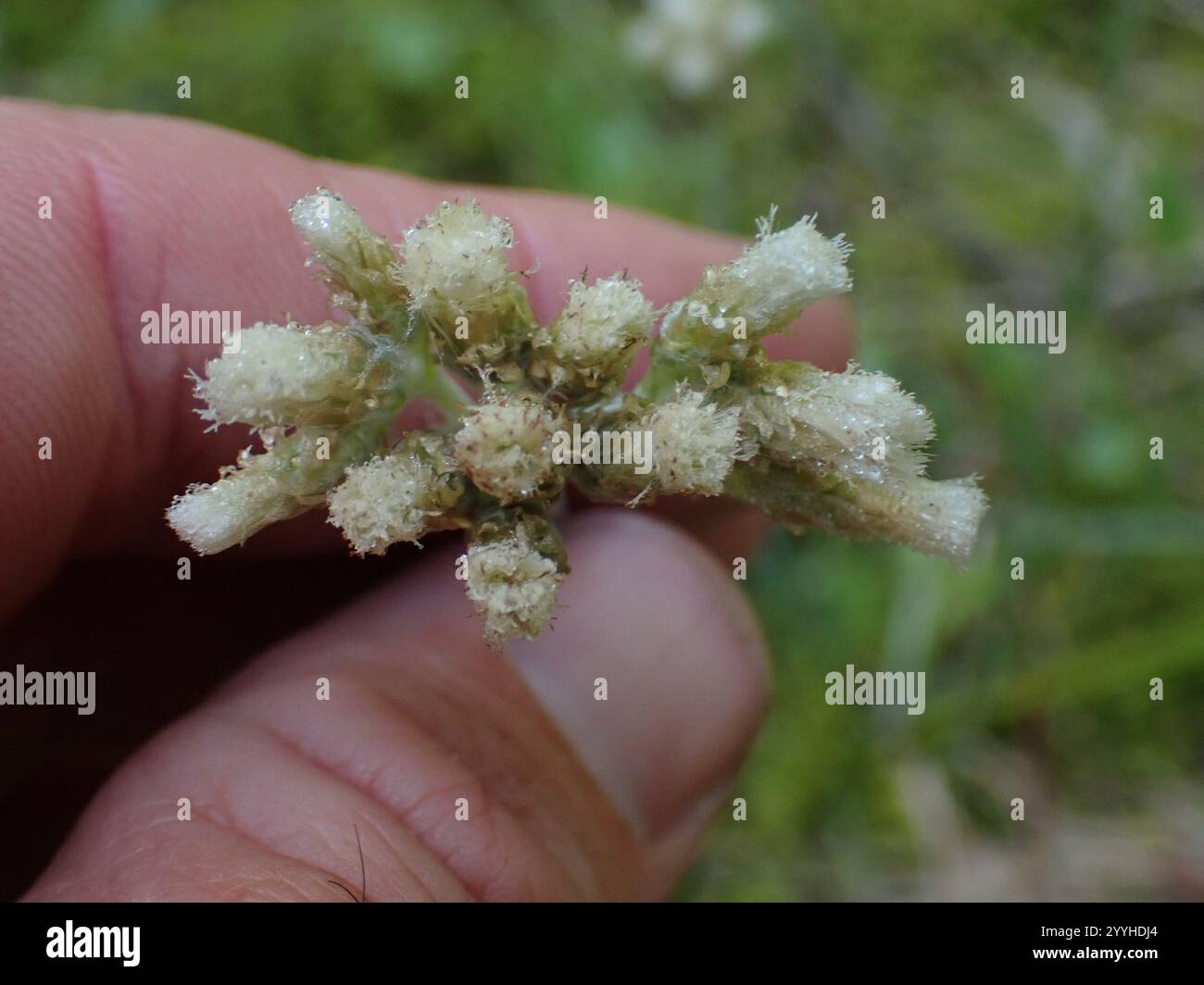 Small Pussytoes (Antennaria howellii Stock Photo - Alamy