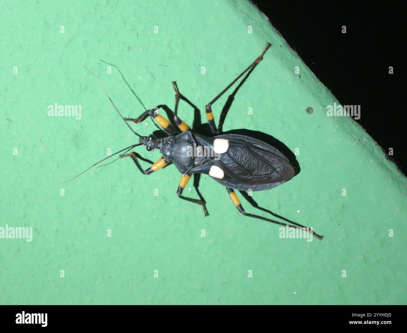 Whitespot Assassin Bug (Platymeris biguttatus Stock Photo - Alamy