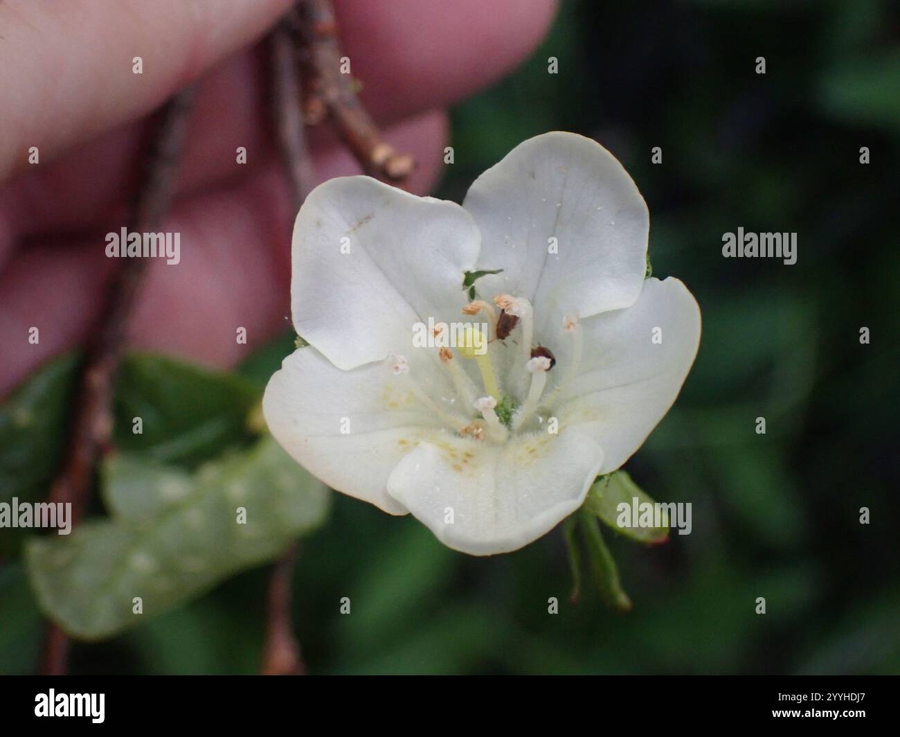 White-flowered Rhododendron (Rhododendron albiflorum Stock Photo - Alamy