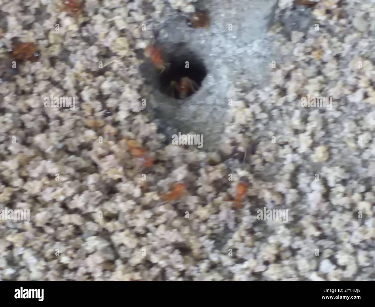 Buren's Pyramid Ant (Dorymyrmex bureni Stock Photo - Alamy