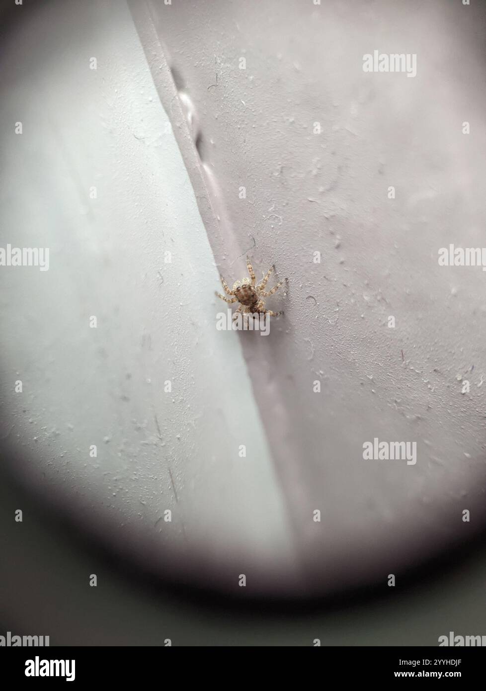 Attulus hi-res stock photography and images - Alamy