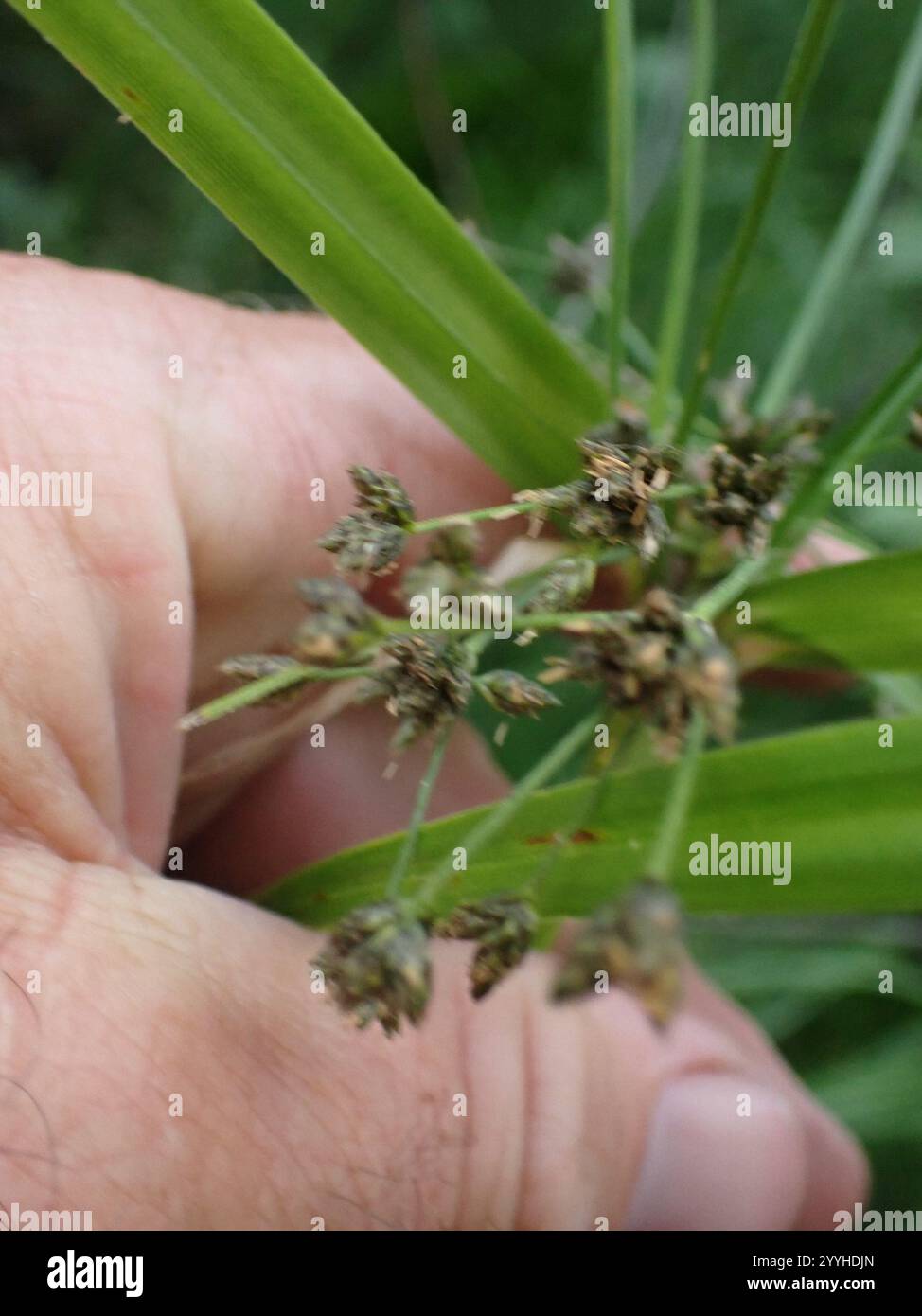 Panicled Bulrush (Scirpus microcarpus Stock Photo - Alamy