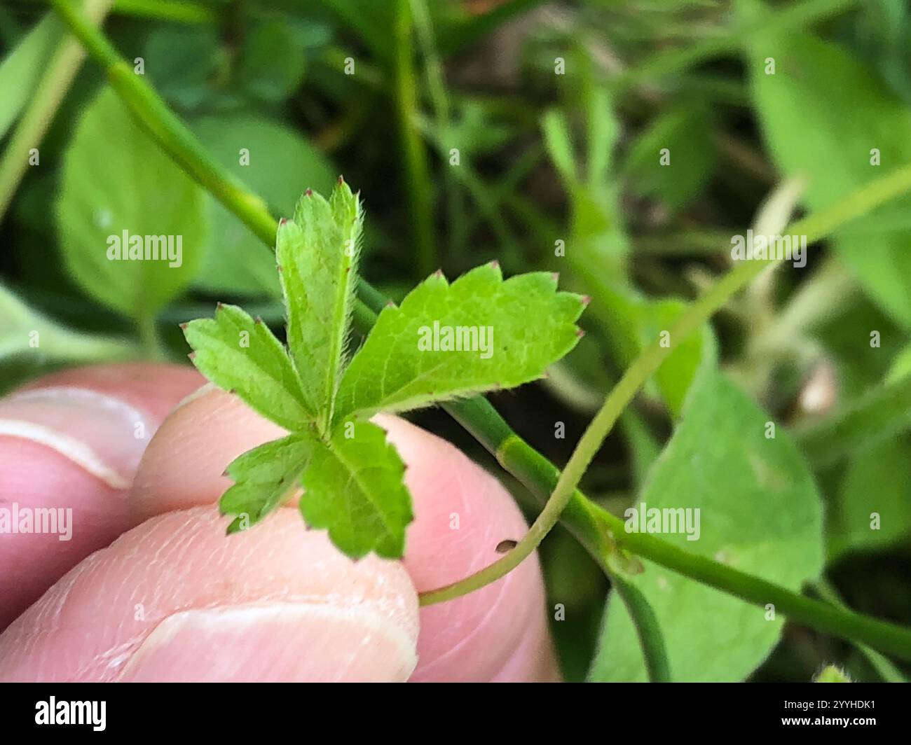 Creeping cinquefoil (Potentilla reptans Stock Photo - Alamy