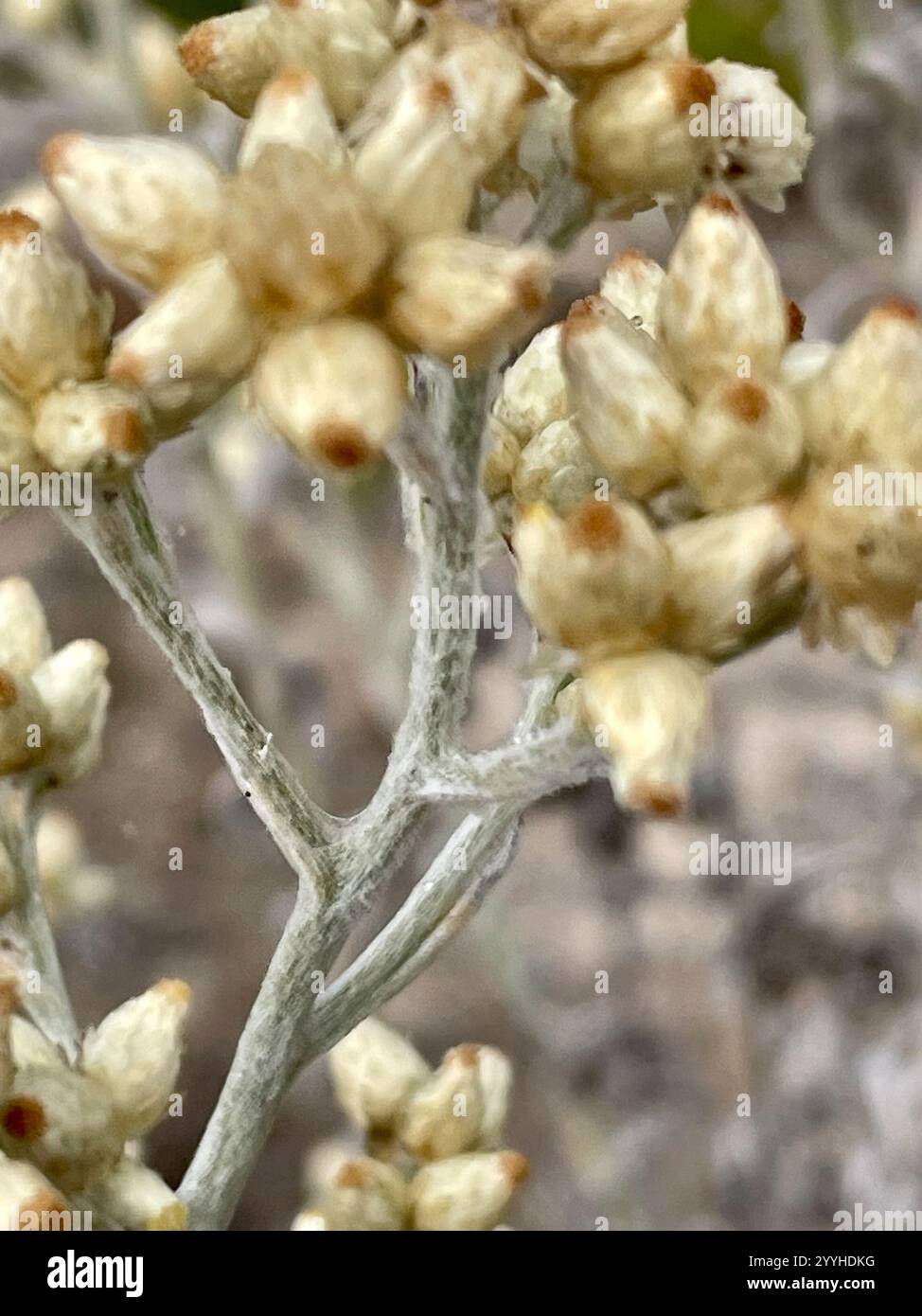 Fragrant Everlasting (Pseudognaphalium beneolens Stock Photo - Alamy