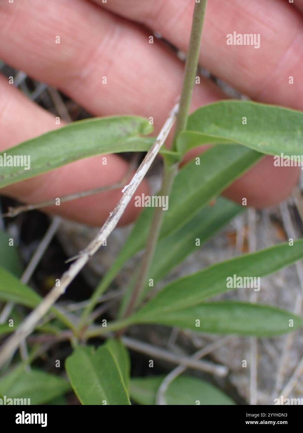 Yellow Beardtongue (Penstemon confertus Stock Photo - Alamy