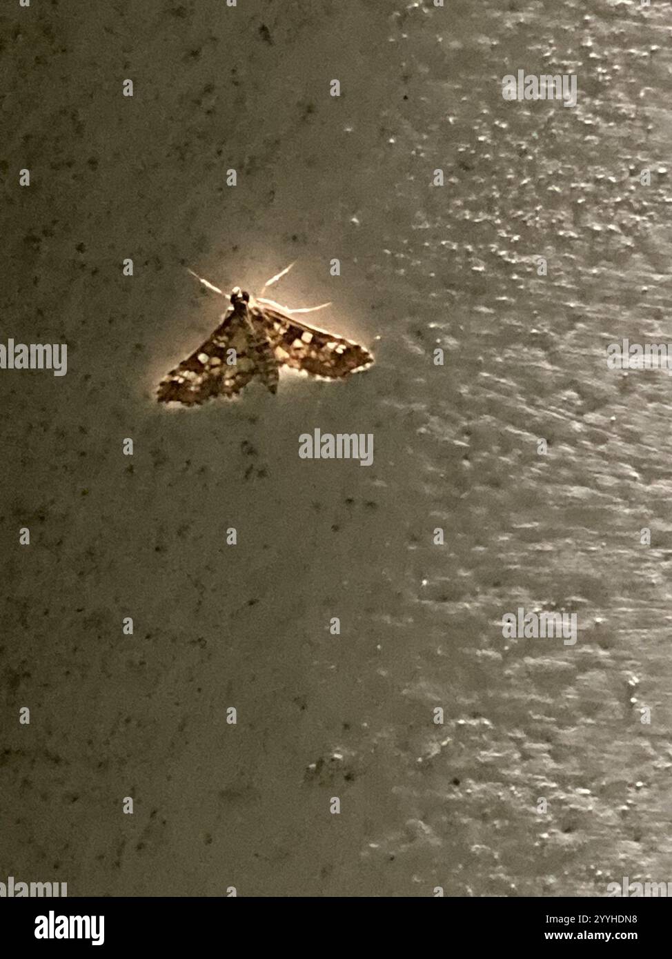 Stained-glass Moth (Samea castellalis Stock Photo - Alamy