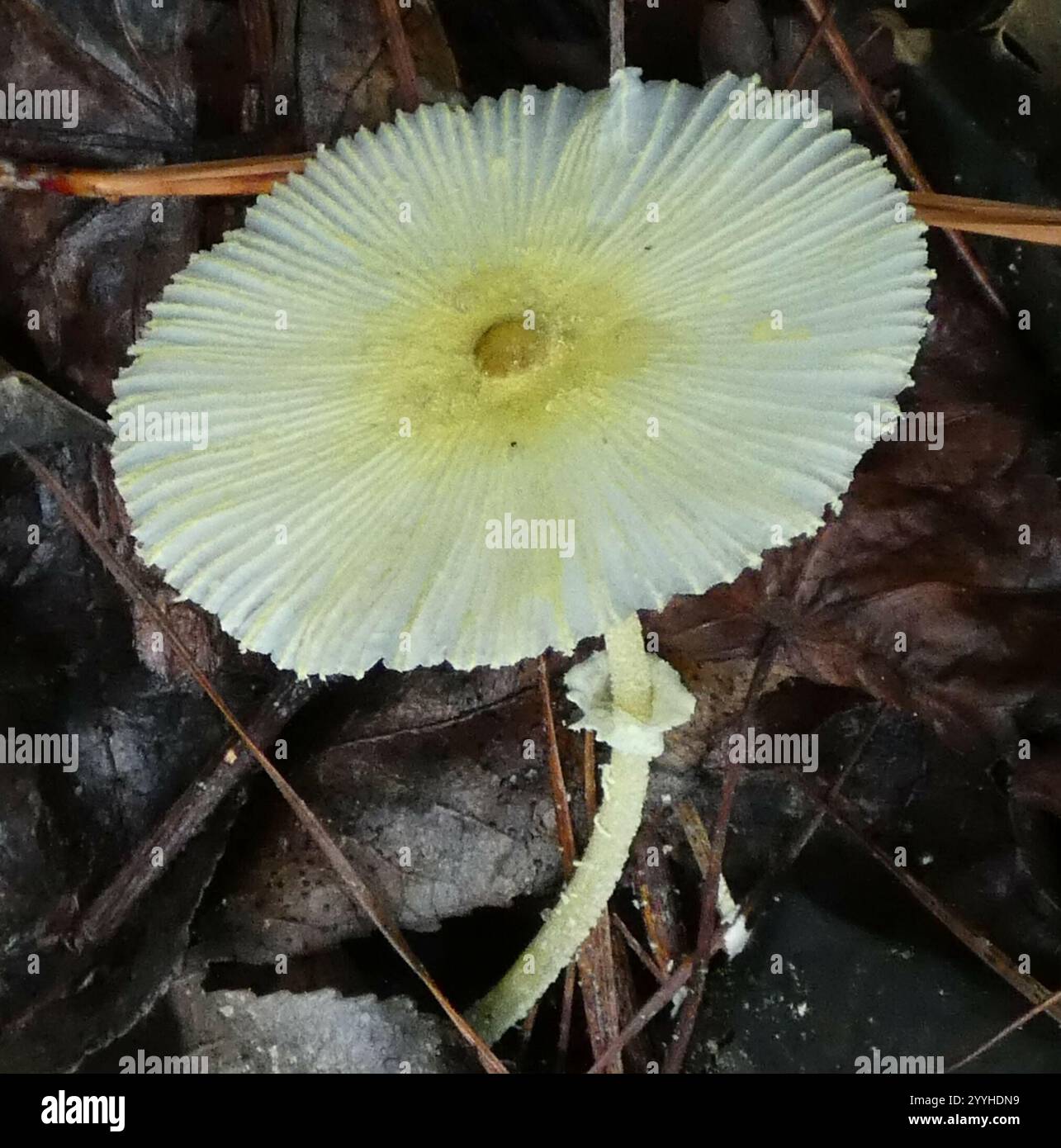 Fragile Dapperling (Leucocoprinus fragilissimus Stock Photo - Alamy