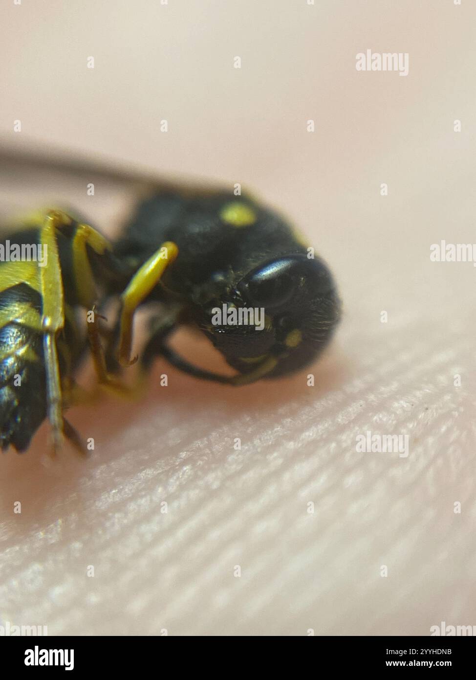 European tube wasp (Ancistrocerus gazella Stock Photo - Alamy