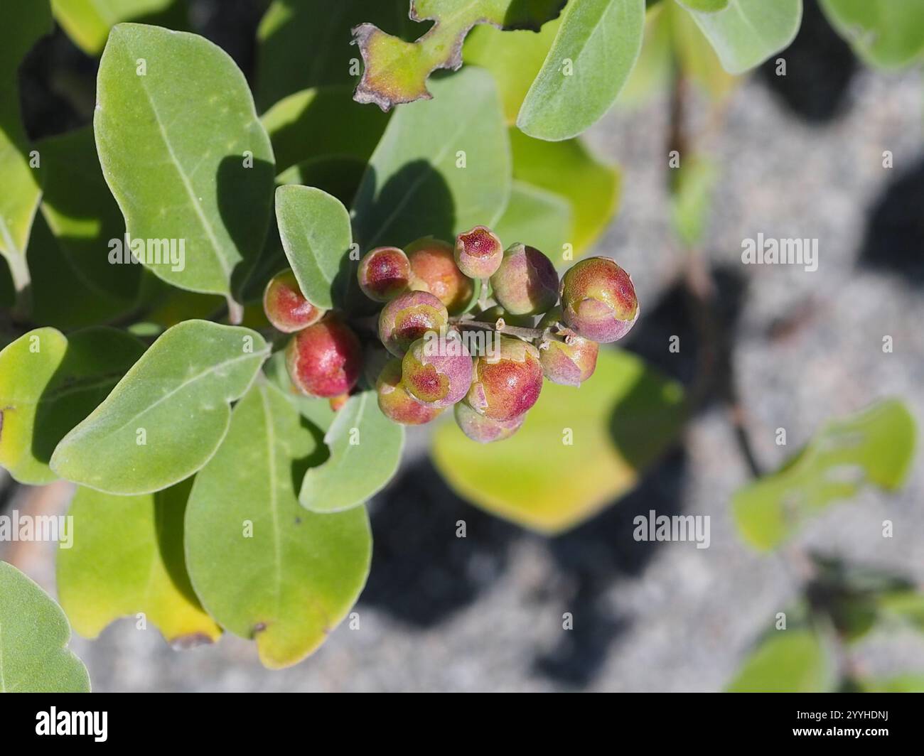 Beach Vitex (Vitex rotundifolia Stock Photo - Alamy