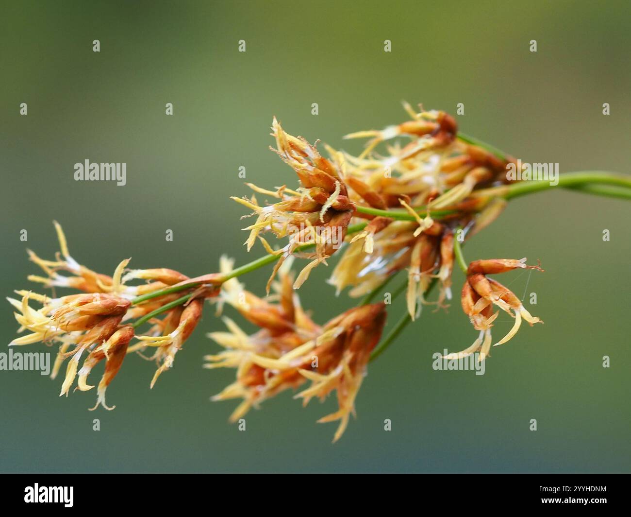 (Cladium mariscus mariscus Stock Photo - Alamy