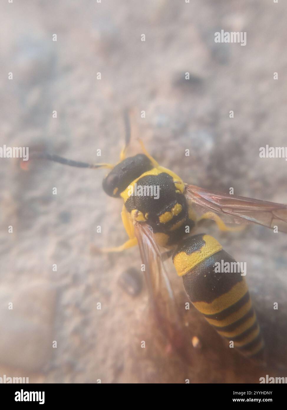 Ancistrocerus gazella hi-res stock photography and images - Alamy