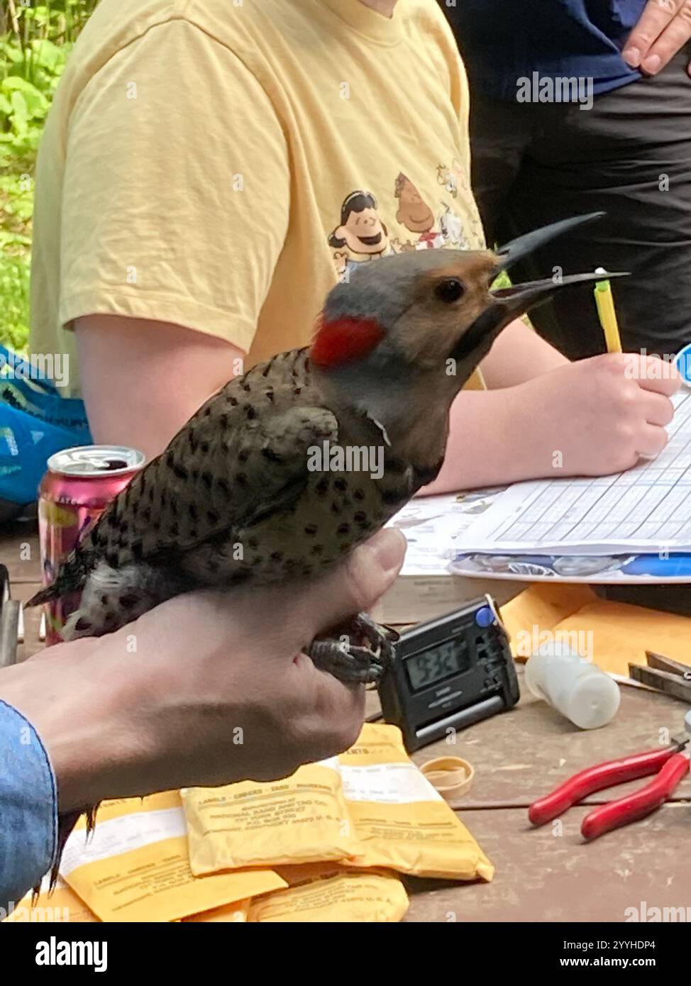 Northern Yellow-shafted Flicker (Colaptes auratus luteus Stock Photo ...