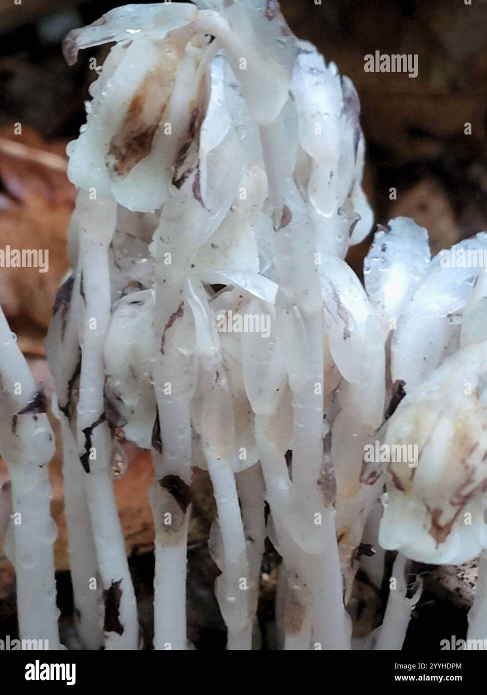 Ghost Pipe (Monotropa uniflora Stock Photo - Alamy