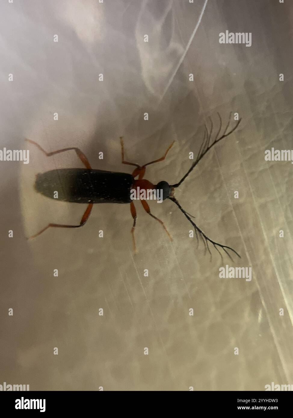 Canada Fire-colored Beetle (Dendroides canadensis Stock Photo - Alamy