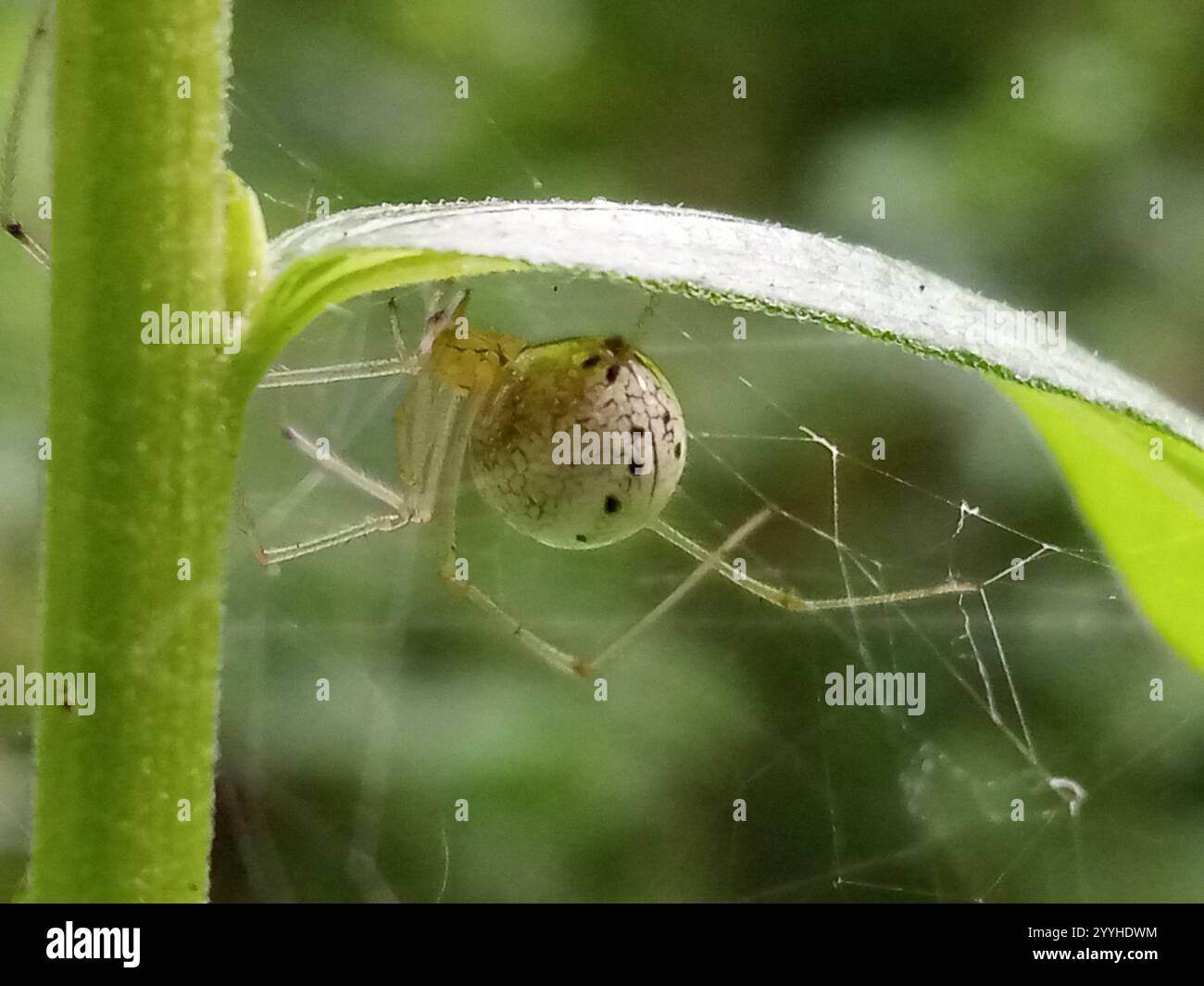 Common candy-striped spider (Enoplognatha ovata Stock Photo - Alamy
