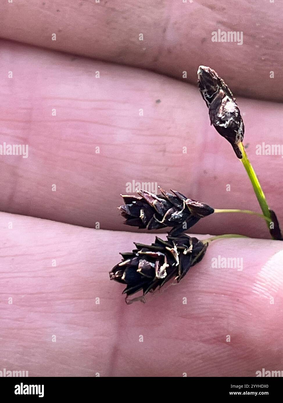 short-stalk sedge (Carex podocarpa Stock Photo - Alamy