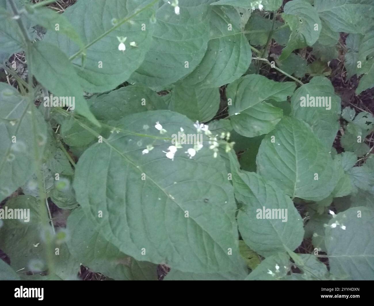 enchanter's-nightshade (Circaea lutetiana Stock Photo - Alamy