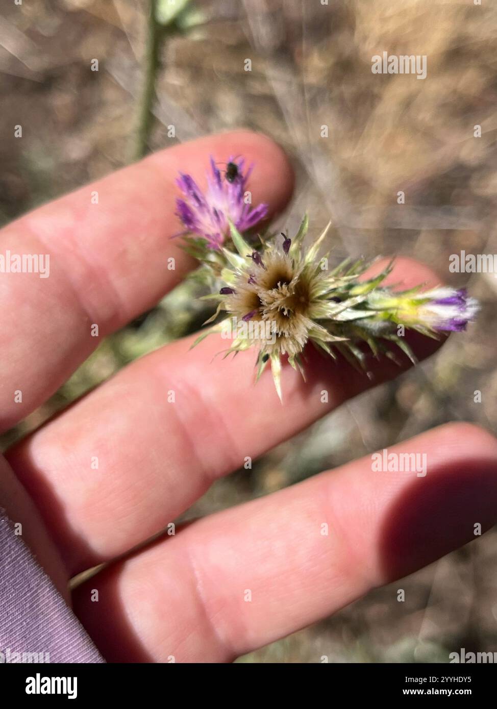 Italian thistle (Carduus pycnocephalus Stock Photo - Alamy
