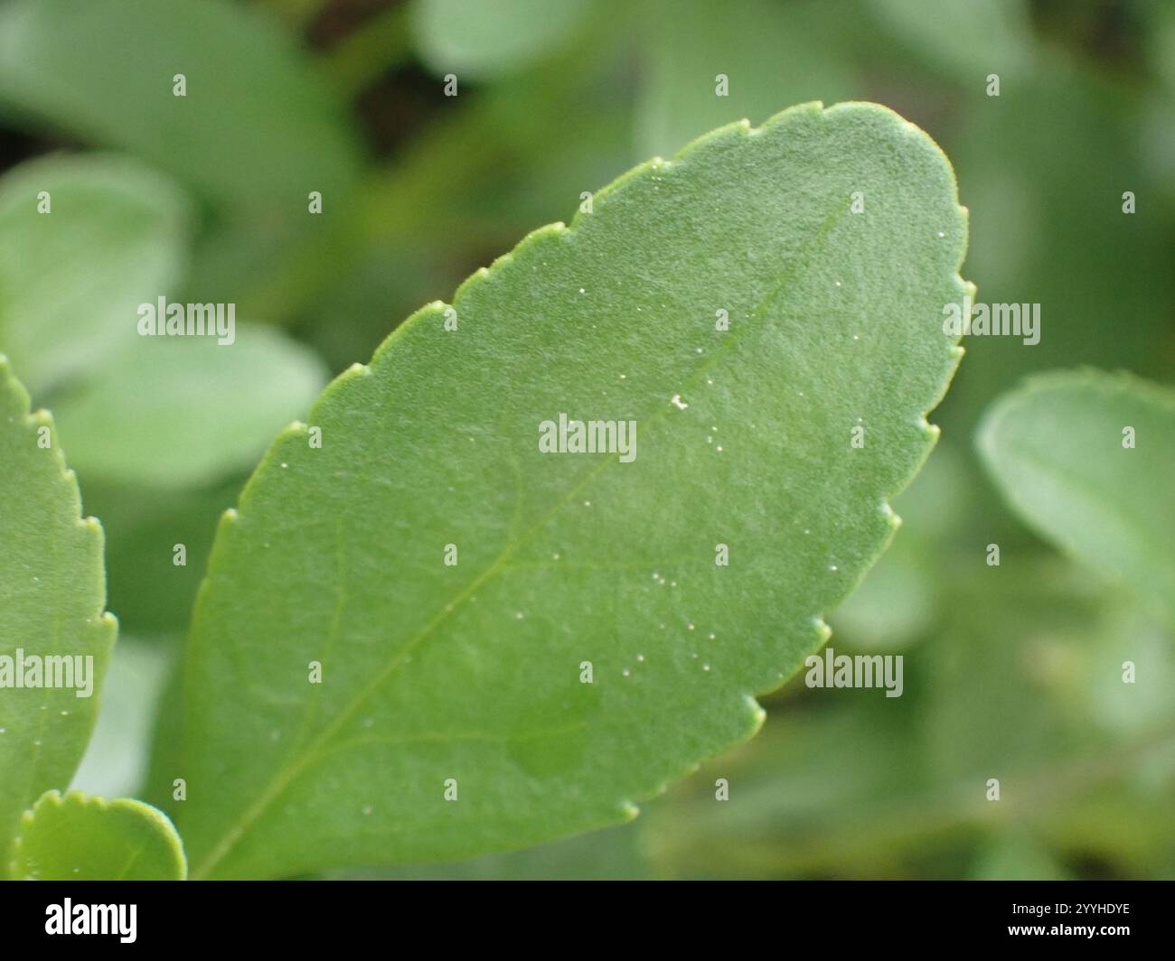Eggleaf Beardtongue (Penstemon ellipticus Stock Photo - Alamy