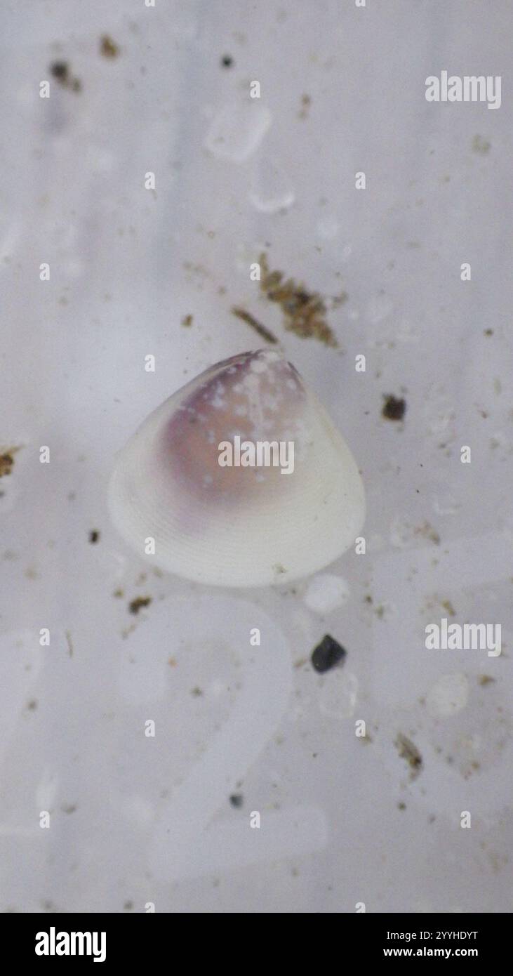 Amethyst Gem Clam (Gemma gemma Stock Photo - Alamy