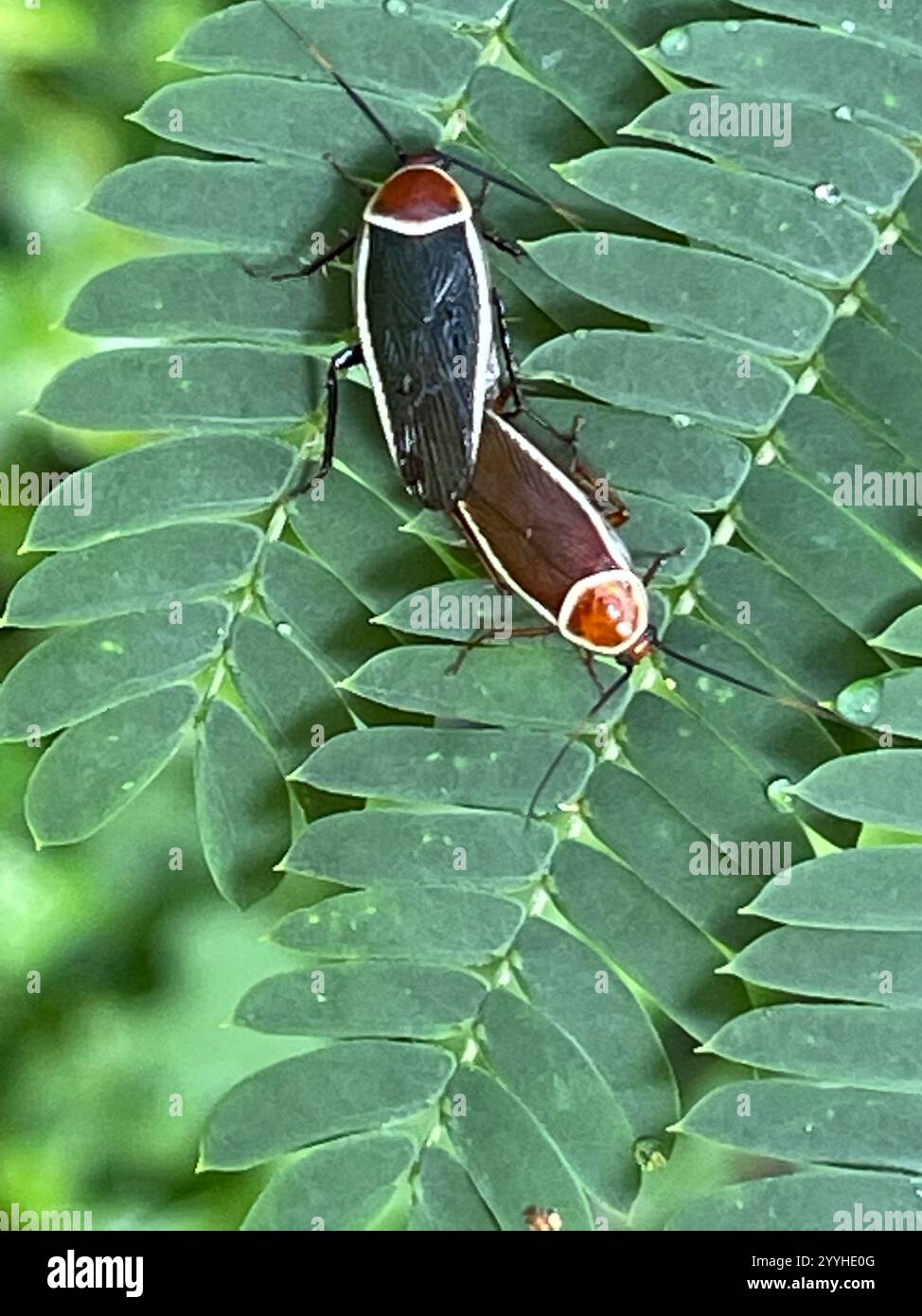 Pale-bordered Field Cockroach (Pseudomops septentrionalis Stock Photo ...