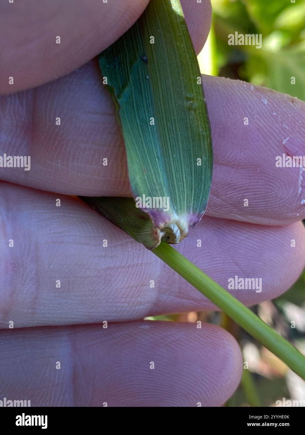 Southern Sandbur (Cenchrus echinatus Stock Photo - Alamy