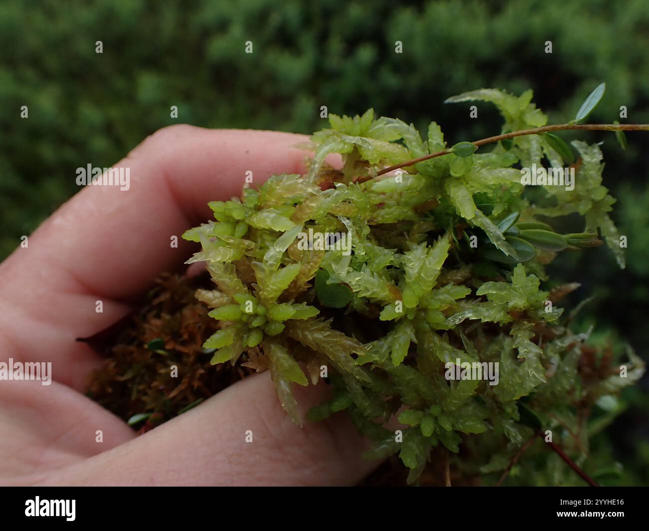 Papillose peatmoss hi-res stock photography and images - Alamy