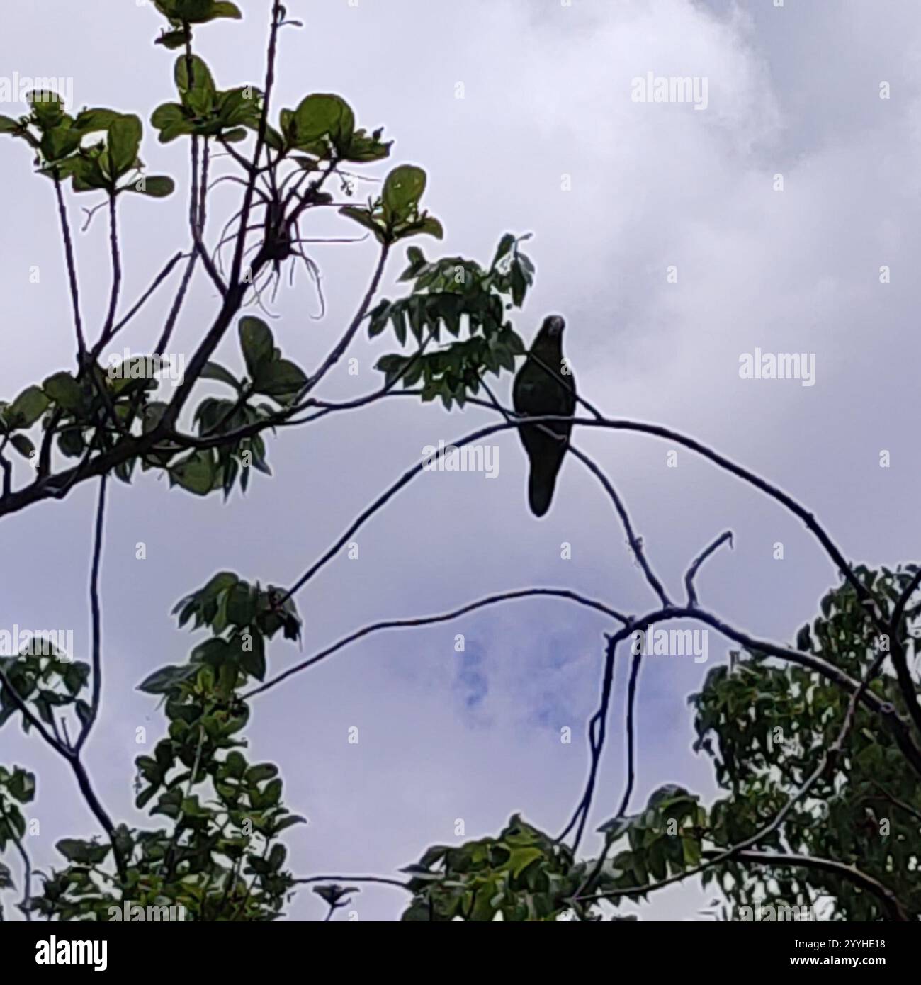 Grand Cayman Parrot (Amazona leucocephala caymanensis Stock Photo - Alamy