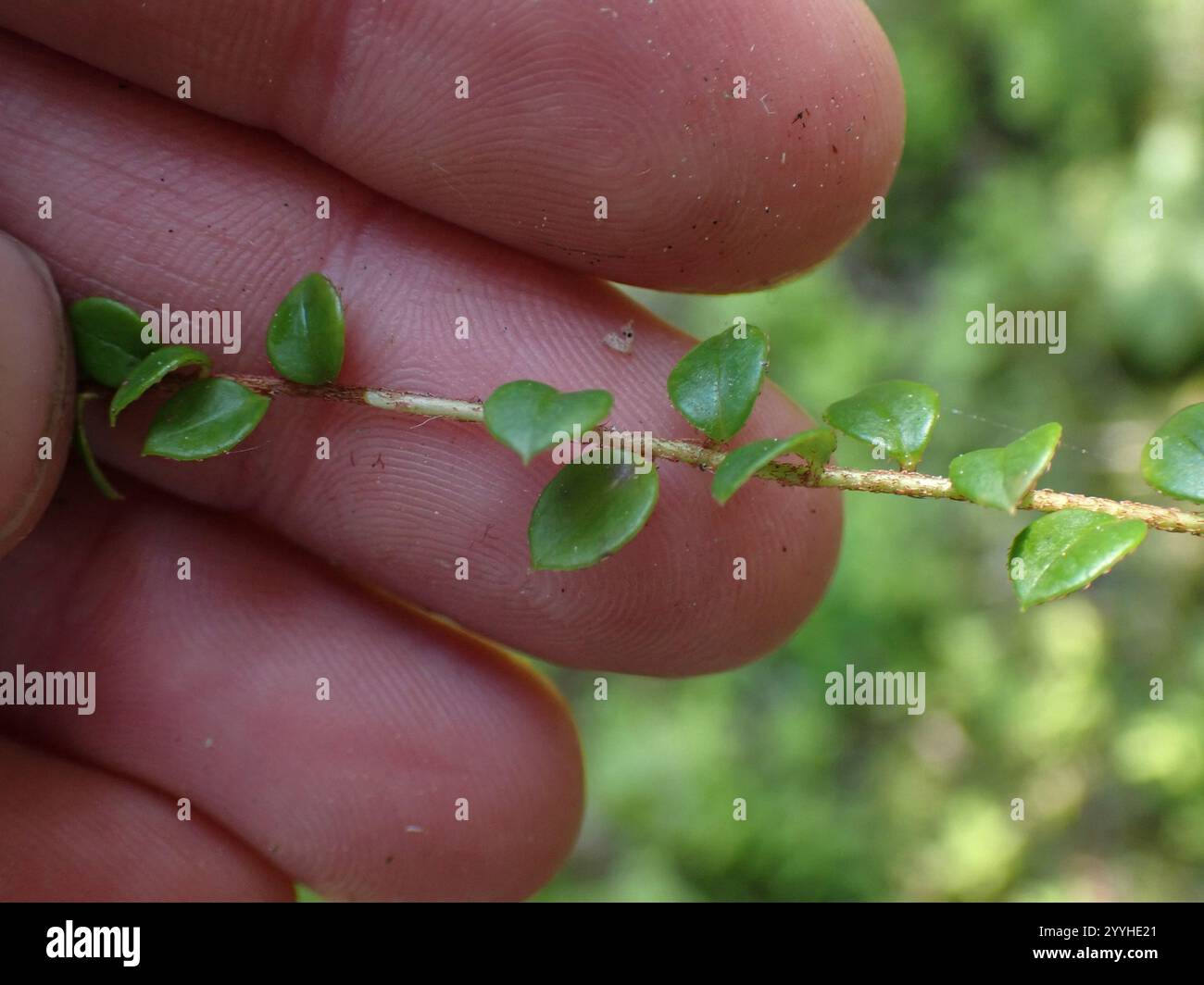 creeping snowberry (Gaultheria hispidula Stock Photo - Alamy