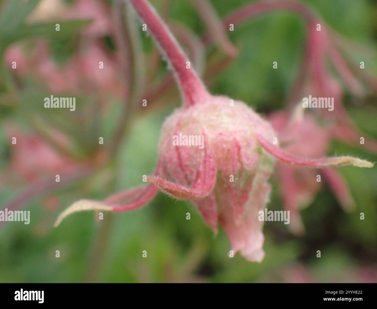 prairie smoke (Geum triflorum Stock Photo - Alamy