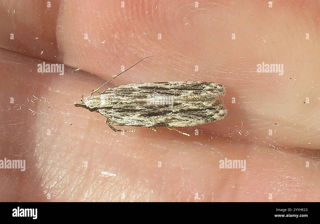 Anarsia hi-res stock photography and images - Alamy