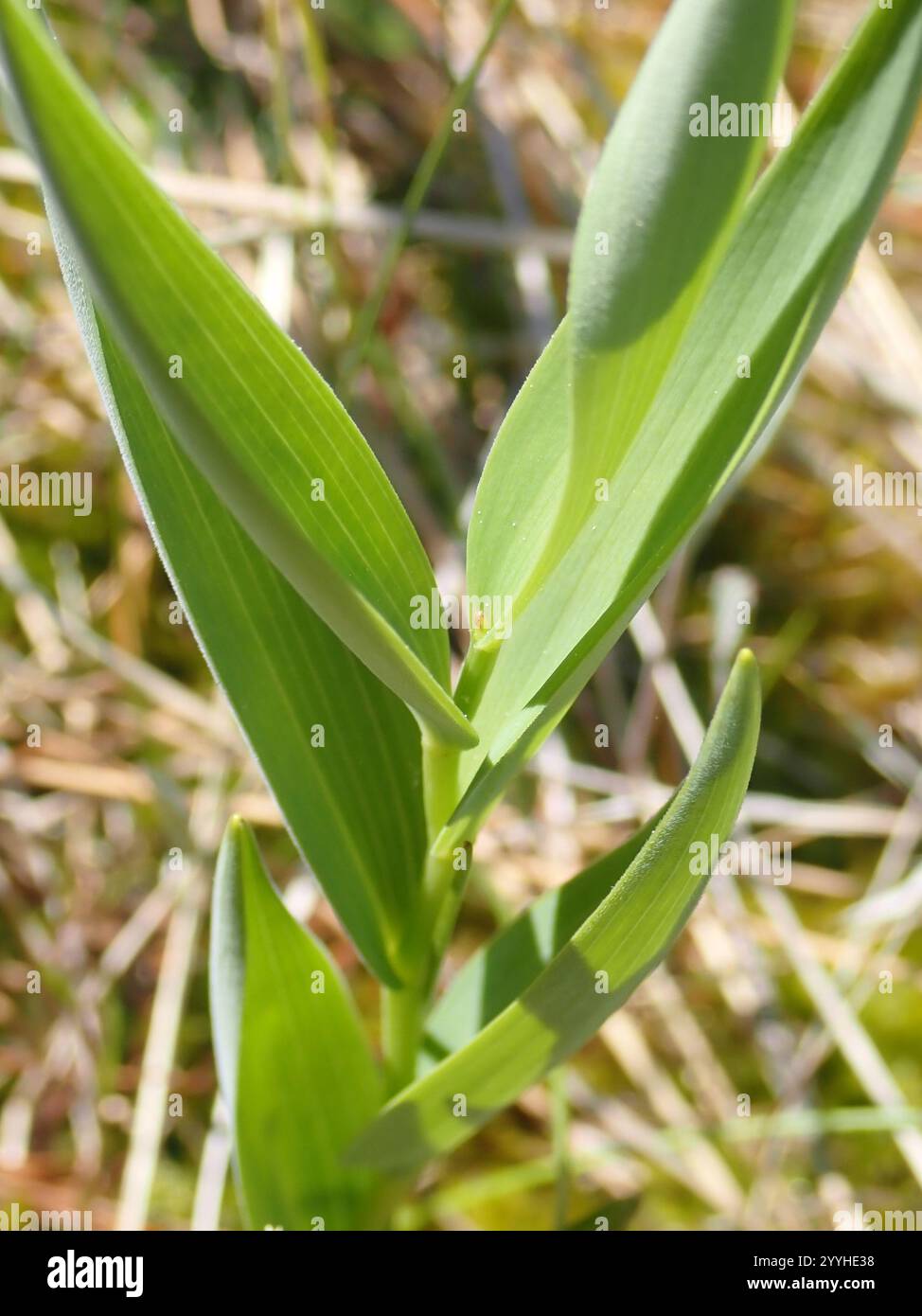 Stream Orchid (Epipactis gigantea Stock Photo - Alamy