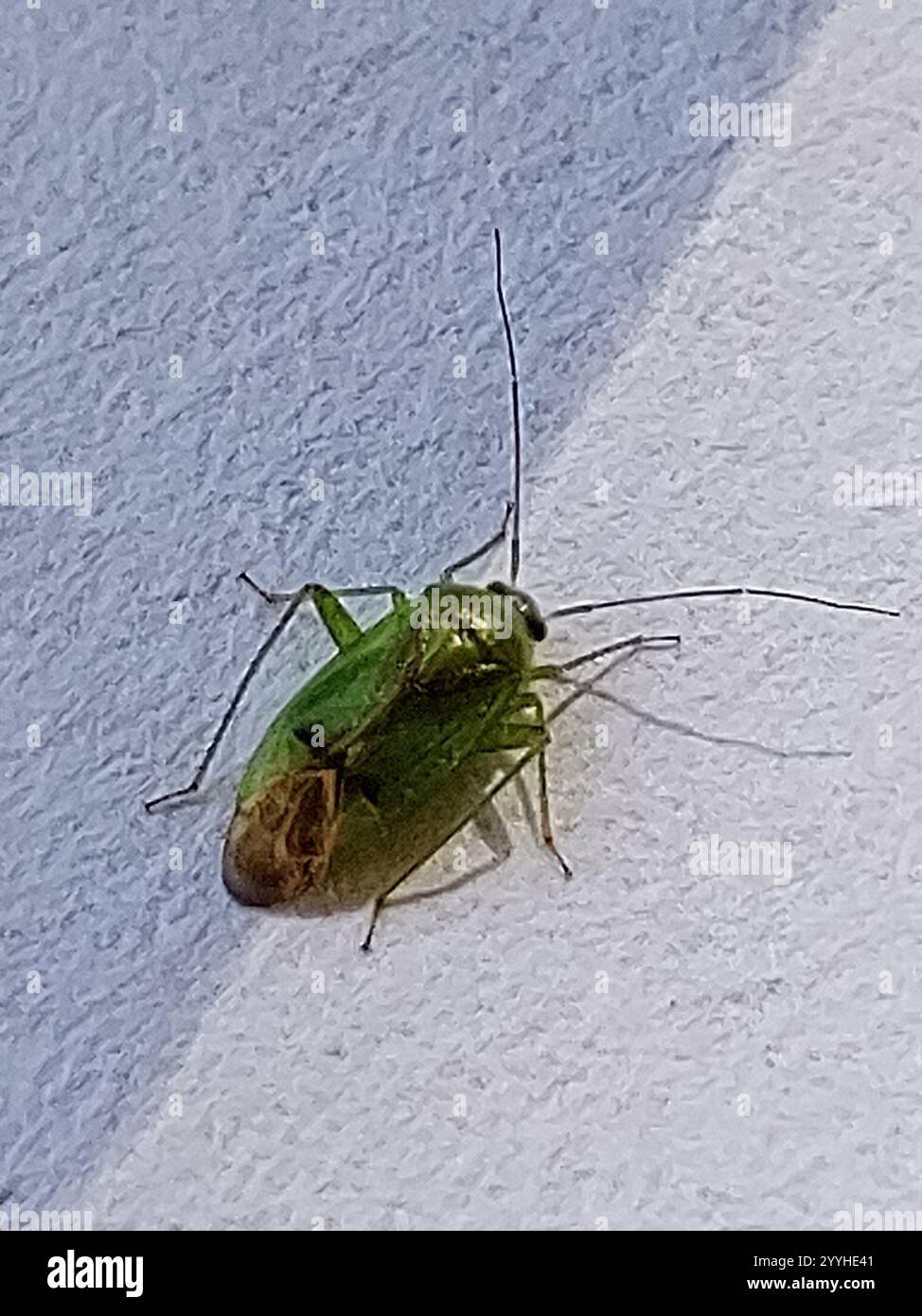 Common Green Capsid (Lygocoris pabulinus Stock Photo - Alamy Common Green Capsid (Lygocoris pabulinus Stock Photo - Alamy