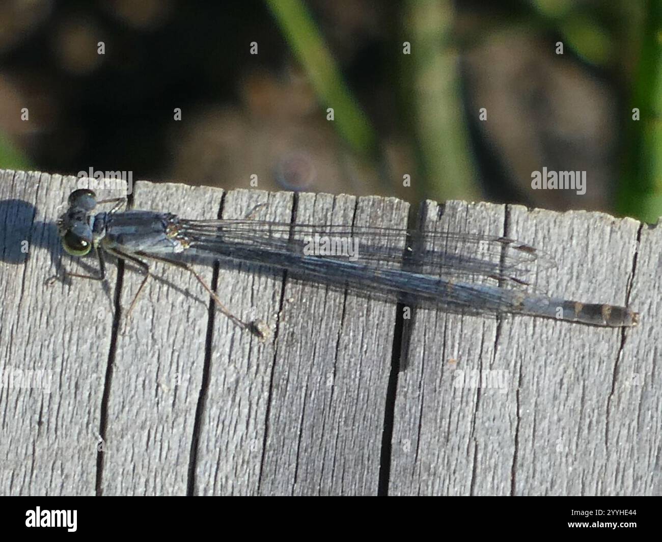 Fragile Forktail (Ischnura posita Stock Photo - Alamy