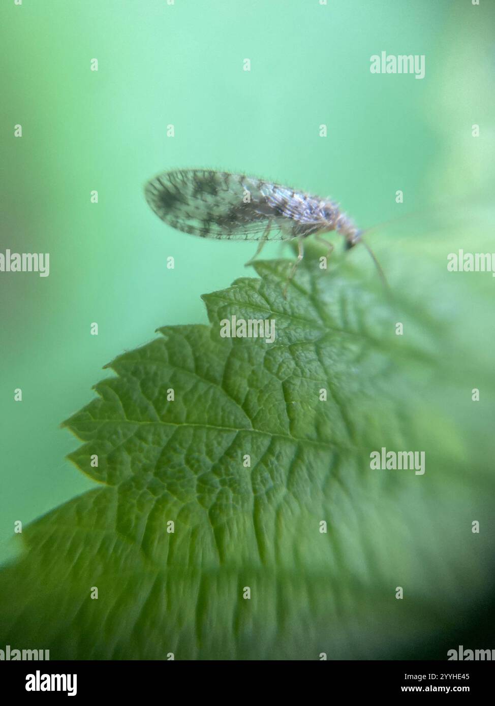 Variegated Brown Lacewing (Micromus variegatus Stock Photo - Alamy