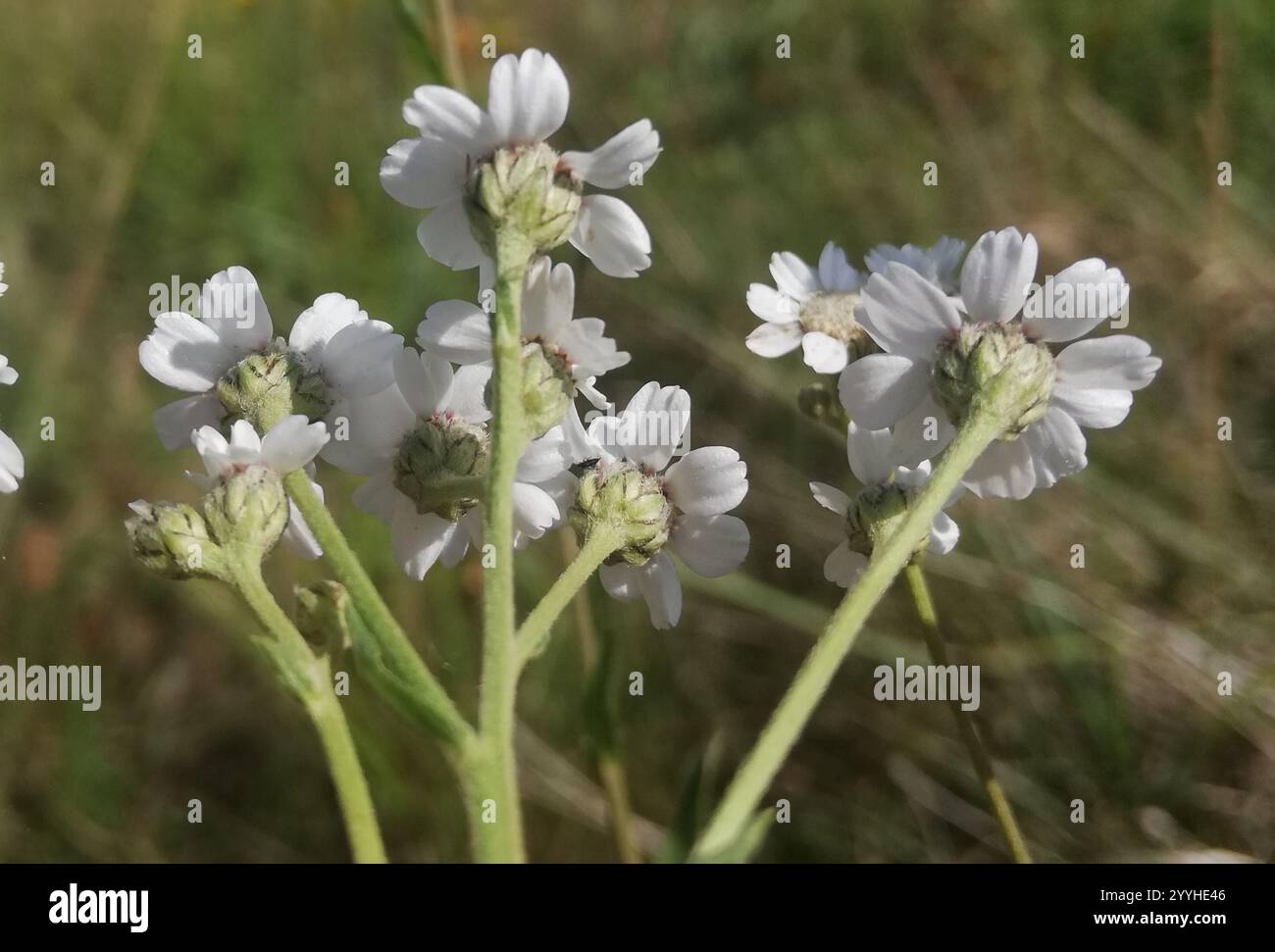 Sneezewort (Achillea ptarmica Stock Photo - Alamy
