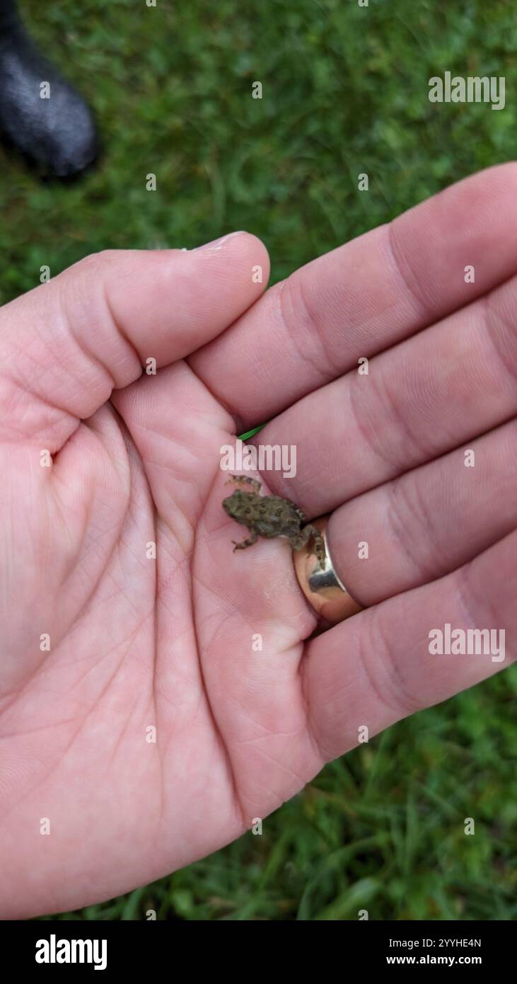 North American Toads (Anaxyrus Stock Photo - Alamy