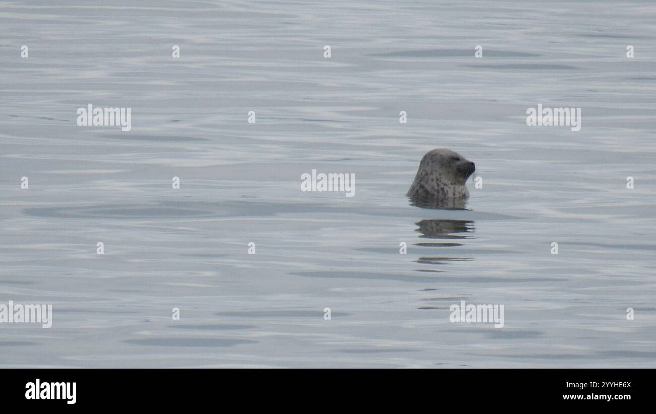 Earless Seals (Phocidae Stock Photo - Alamy