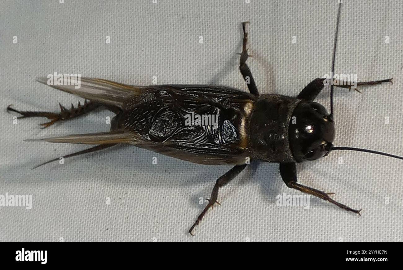 Fall Field Cricket (Gryllus pennsylvanicus Stock Photo - Alamy