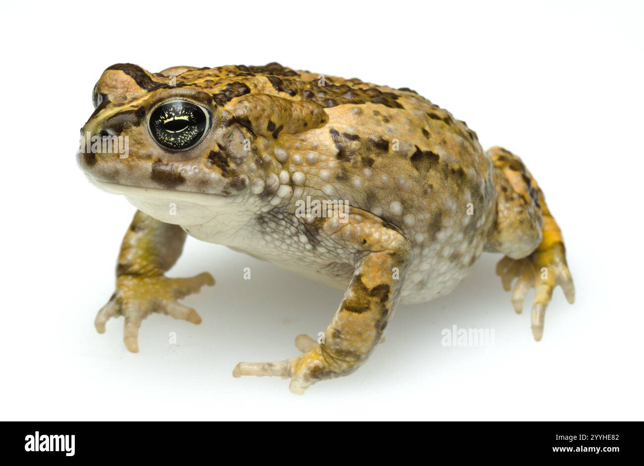 Sand Toad (Vandijkophrynus angusticeps Stock Photo - Alamy