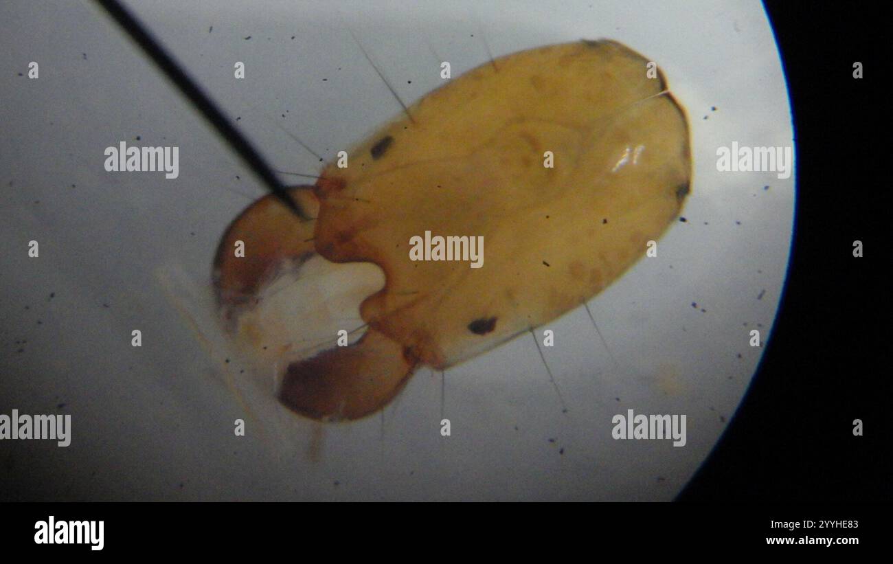 Little Black Caddisflies (Chimarra Stock Photo - Alamy