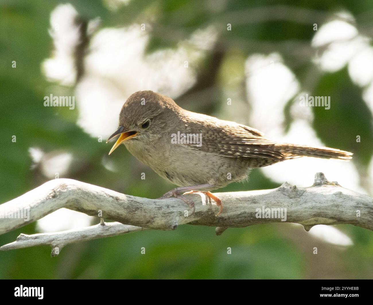 Northern House Wren (Troglodytes aedon Stock Photo - Alamy