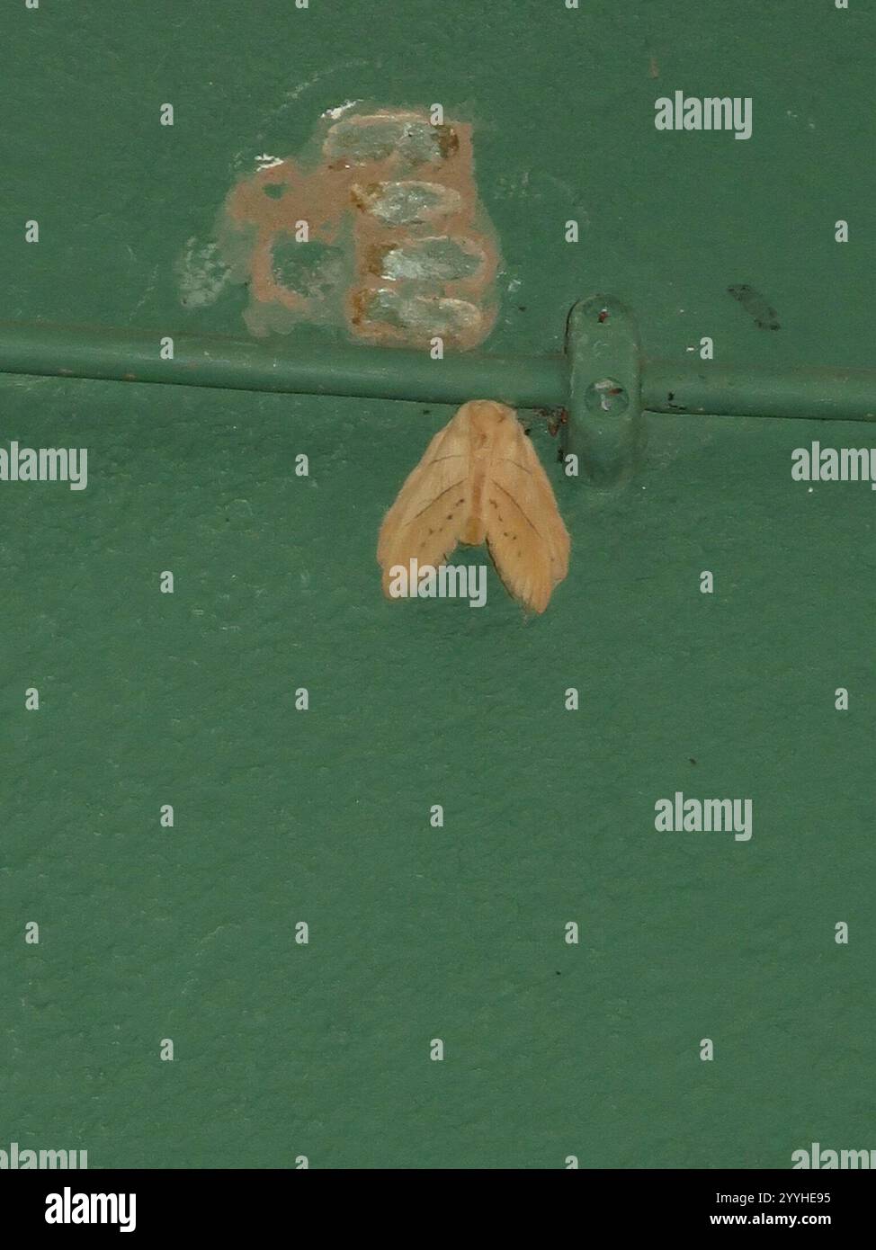 Slug Caterpillar Moths (Limacodidae Stock Photo - Alamy