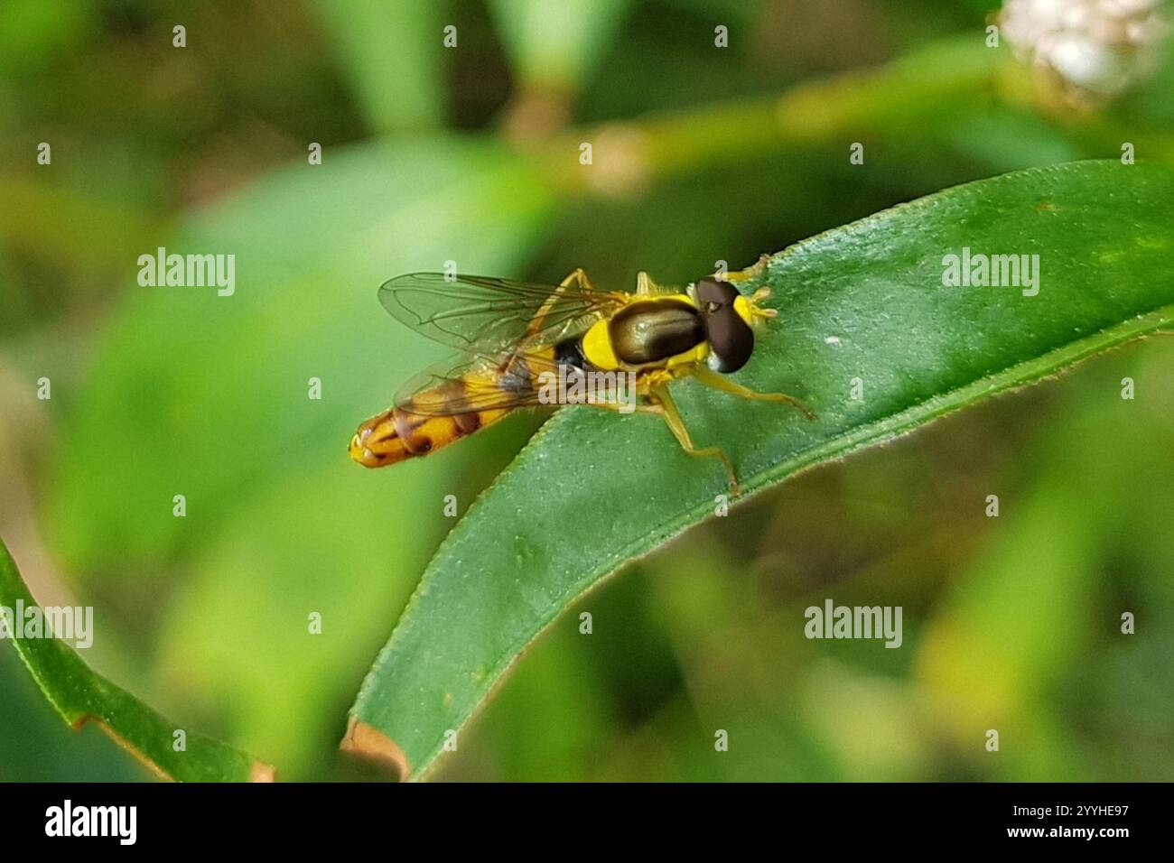 Common Globetail (Sphaerophoria scripta Stock Photo - Alamy