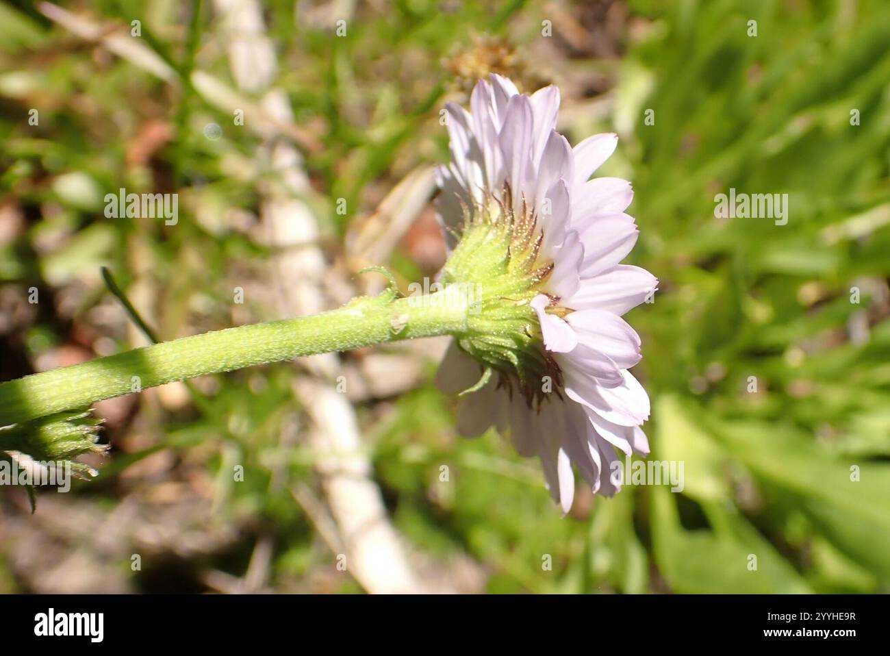 Subalpine Fleabane (Erigeron glacialis glacialis Stock Photo - Alamy