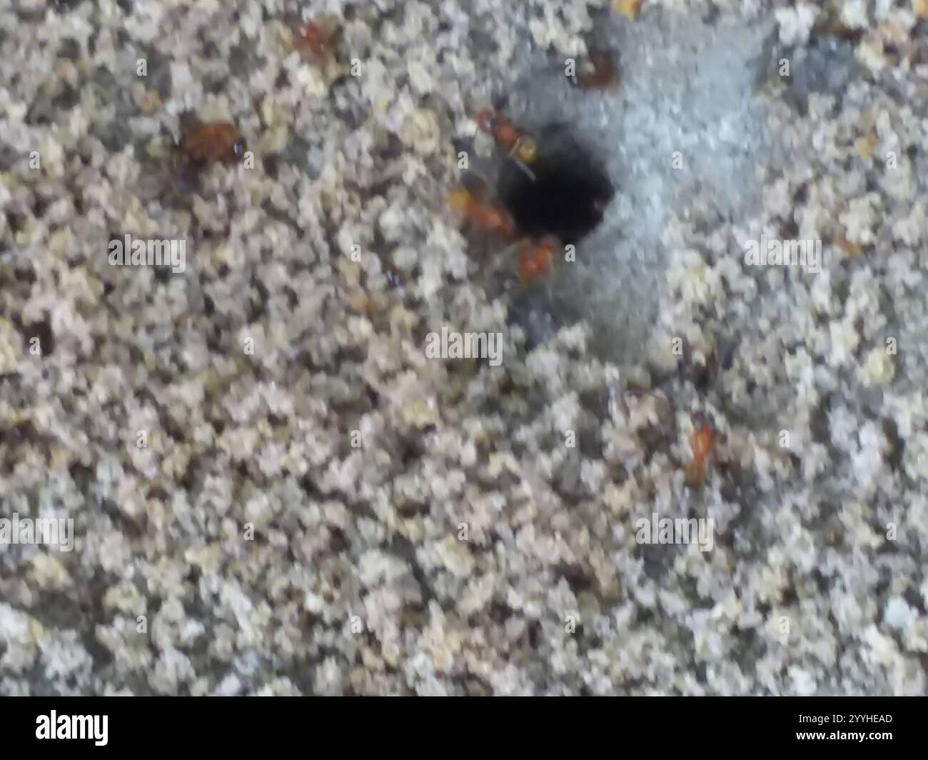 Buren's Pyramid Ant (Dorymyrmex bureni Stock Photo - Alamy