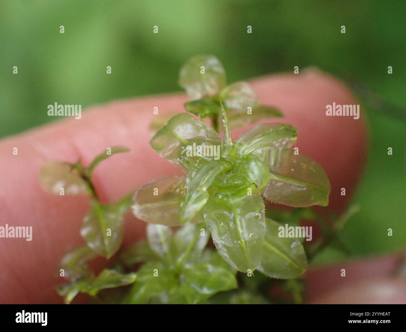 Wavy-leaf Moss (Plagiomnium ciliare Stock Photo - Alamy