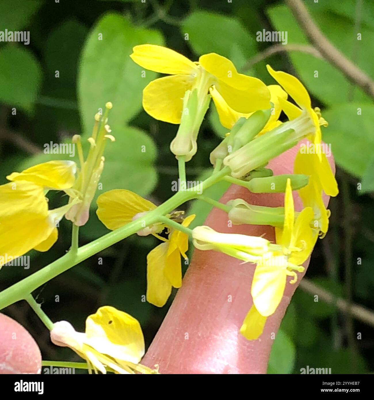 Perennial Wall-rocket (Diplotaxis tenuifolia Stock Photo - Alamy