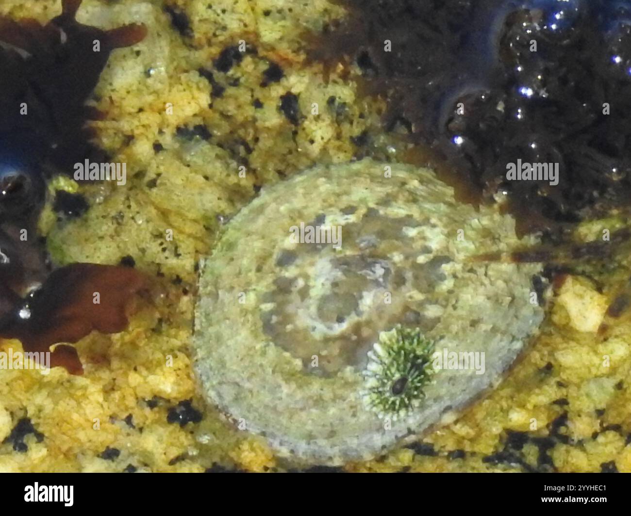 Rough Limpet (Lottia scabra Stock Photo - Alamy