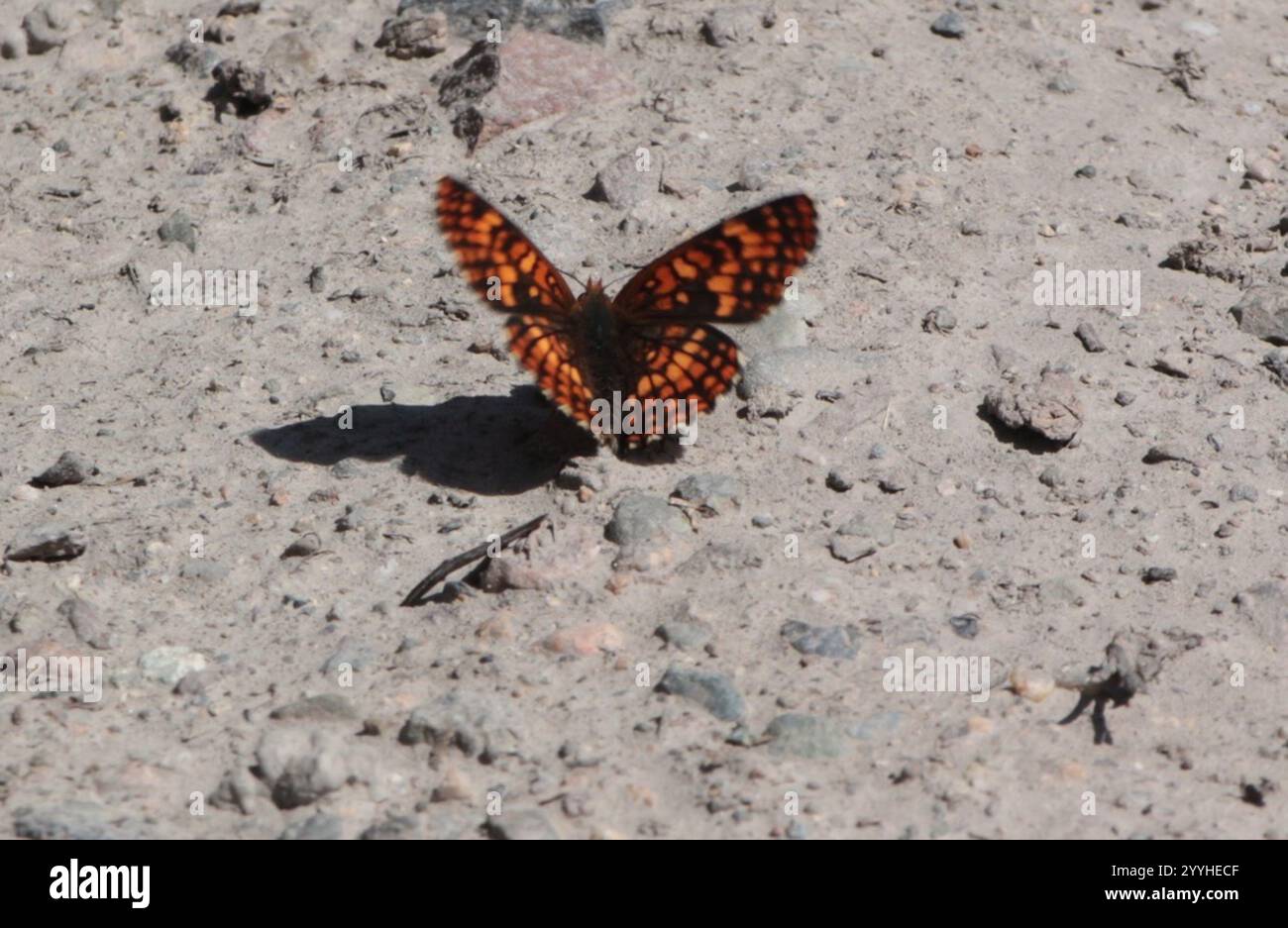 Northern Checkerspot (Chlosyne palla Stock Photo - Alamy